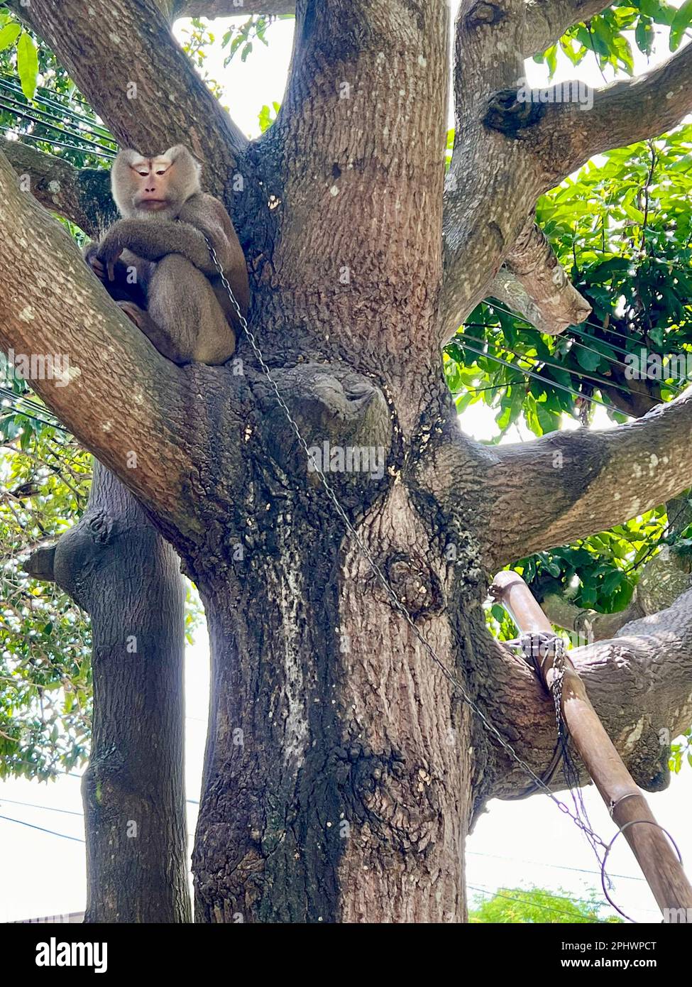 Ko Samui, Thailand. 17th Mar, 2023. The monkey Nong sits chained in a ...