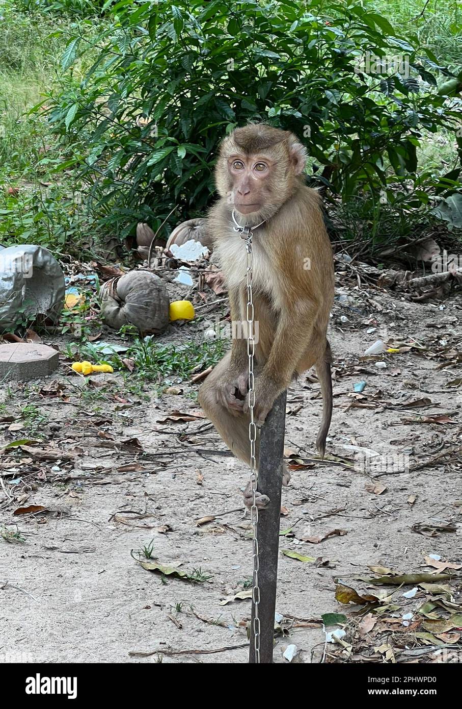 Ko Samui, Thailand. 17th Mar, 2023. The little Khaopod sits chained on ...