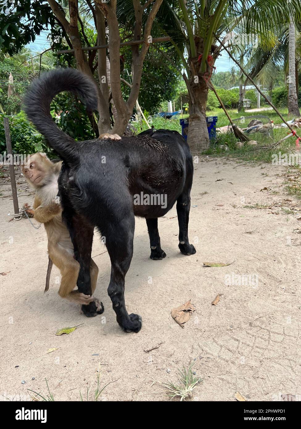 Ko Samui, Thailand. 17th Mar, 2023. Little Khaopod passes the time by ...