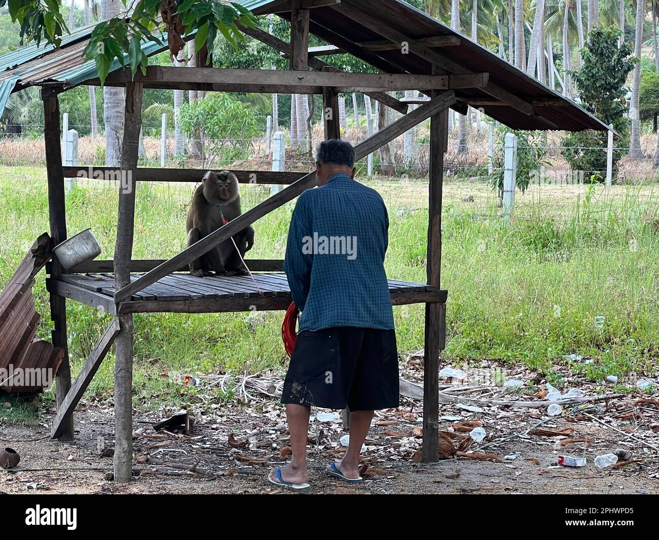 Ko Samui, Thailand. 17th Mar, 2023. Coconut farmer Dam chains his ...