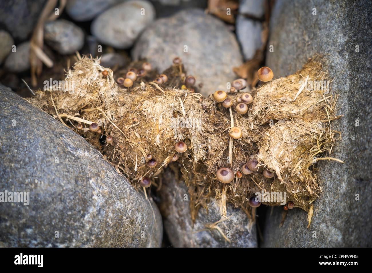 elephant dung in Kerala forest Stock Photo - Alamy