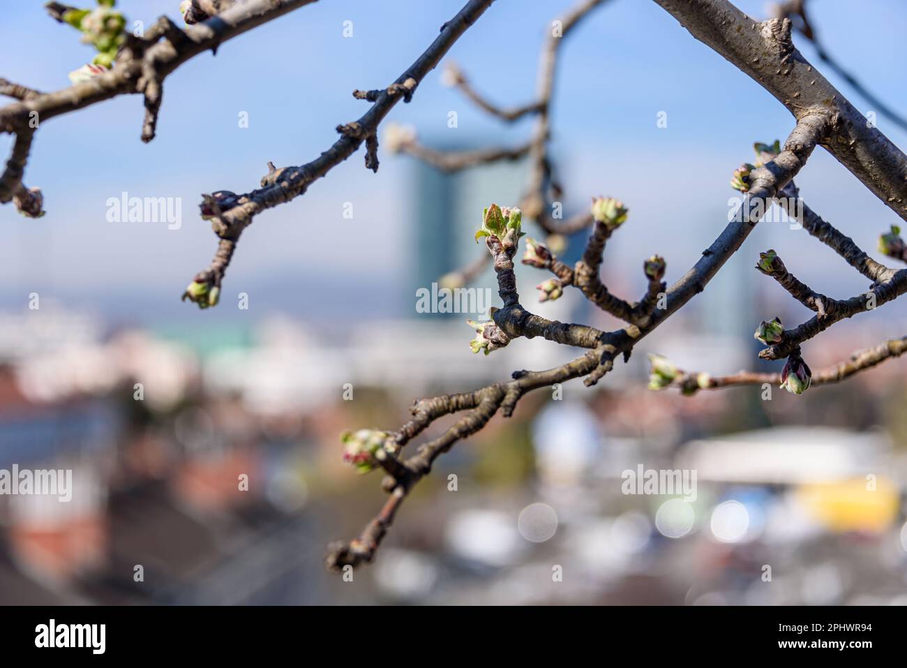Fresh buds of a budding apple tree on a roof terrace in Vienna with ...