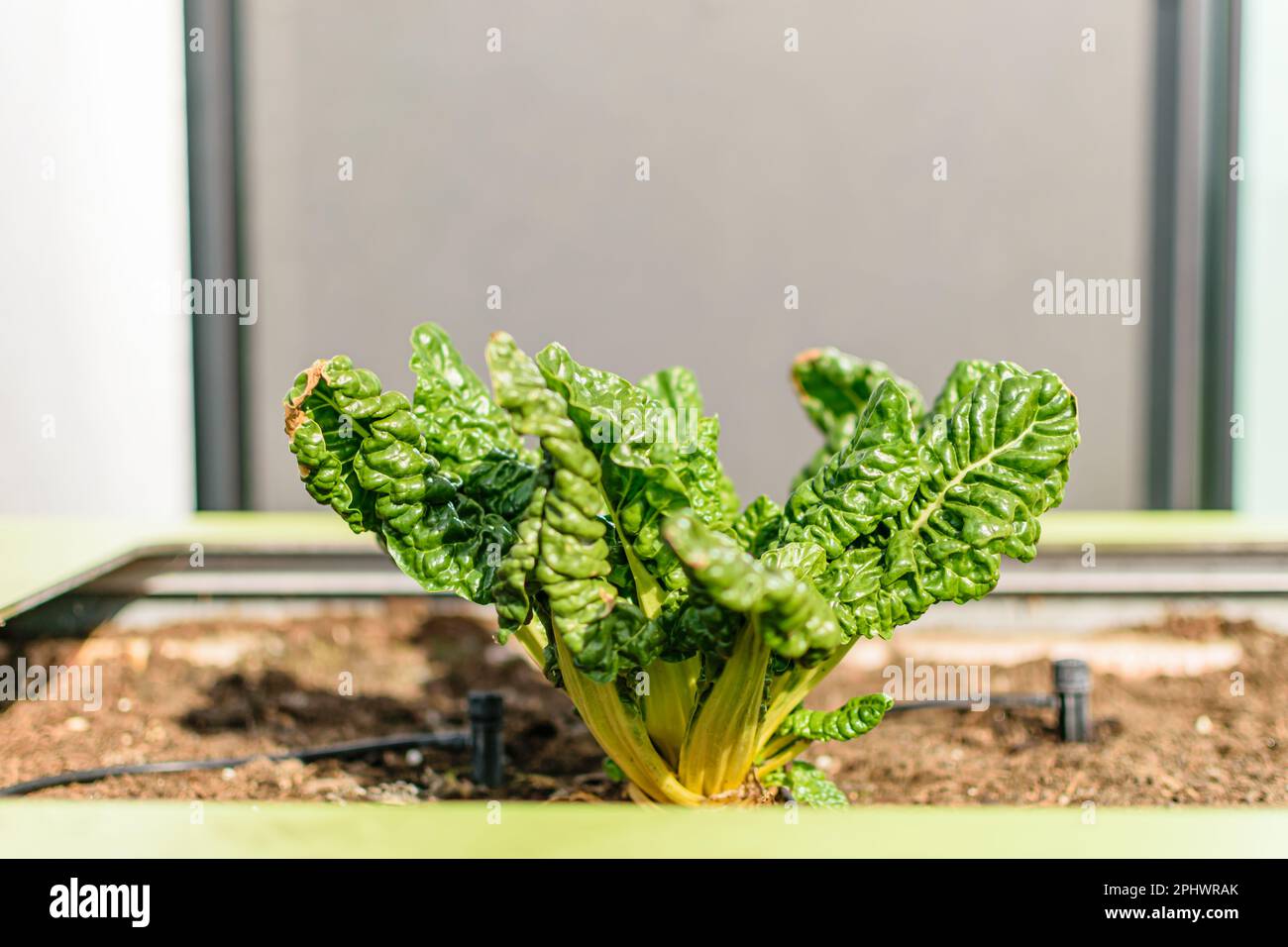 Chard on a roof garden in Vienna with irrigation system Stock Photo - Alamy