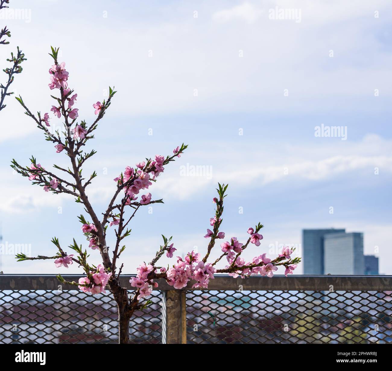Flowering dwarf peach on a roof terrace with expanded metal lattice and ...