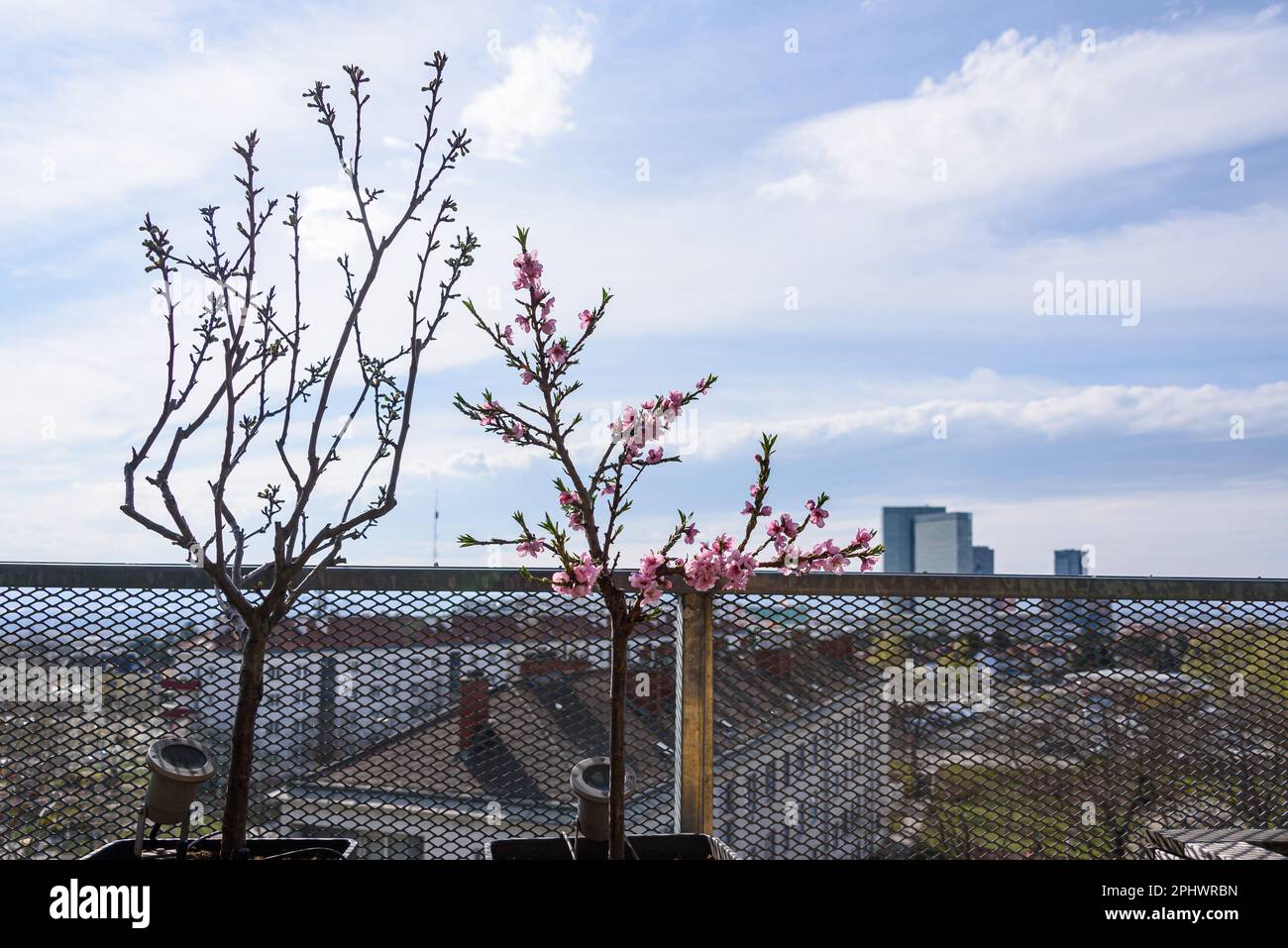 Flowering dwarf peach on a roof terrace with expanded metal lattice and ...