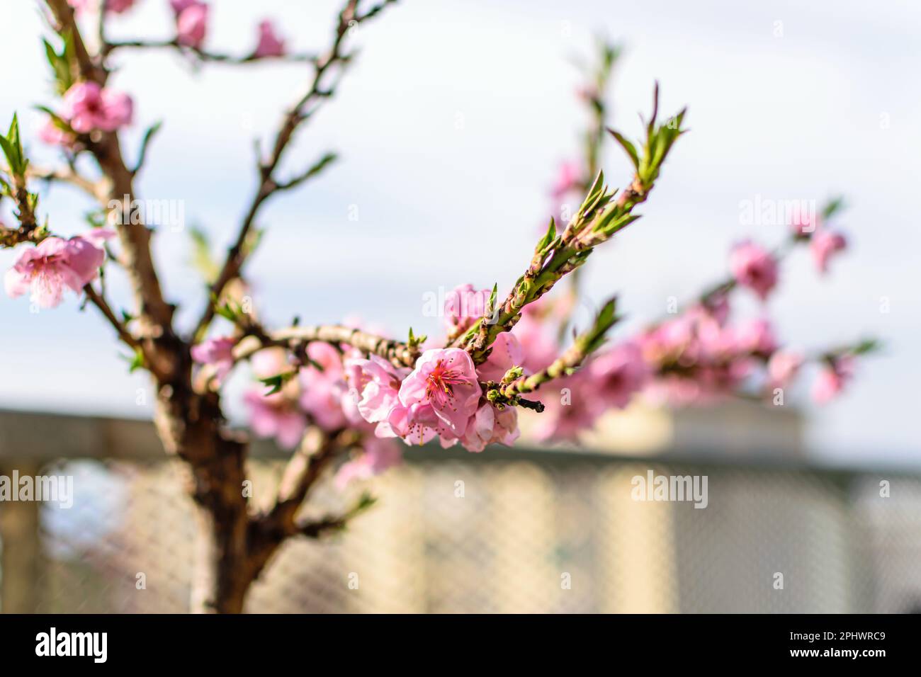 Flowering dwarf peach on a roof terrace with expanded metal lattice and ...