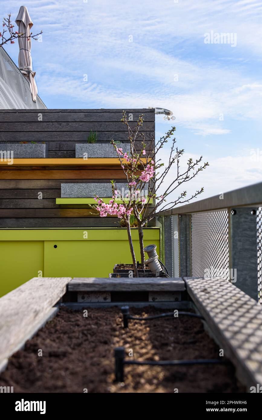 Beautiful roof terrace with wooden floor with yellow and green planters ...