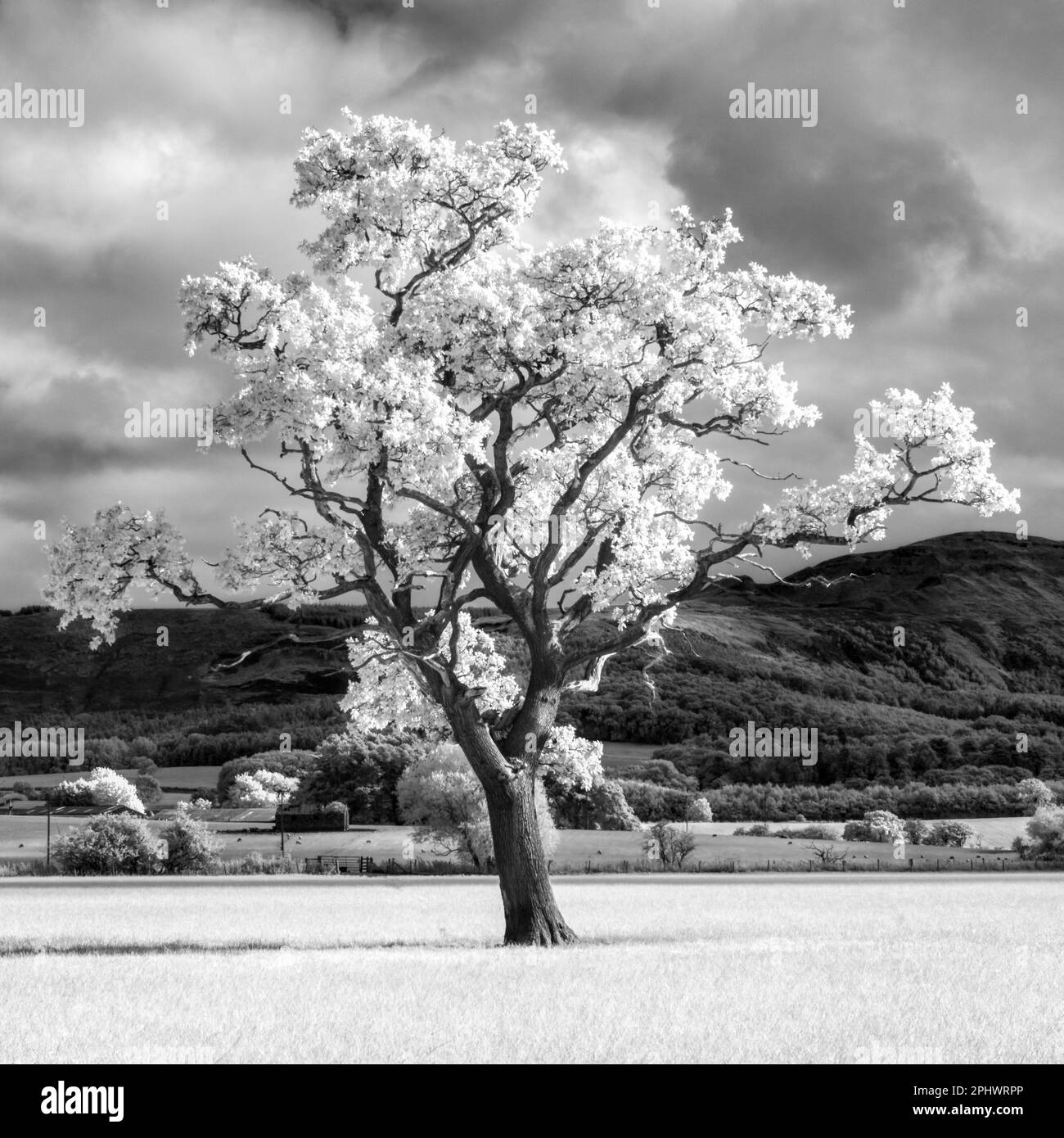 Summer glow Black and White Stock Photos & Images - Alamy