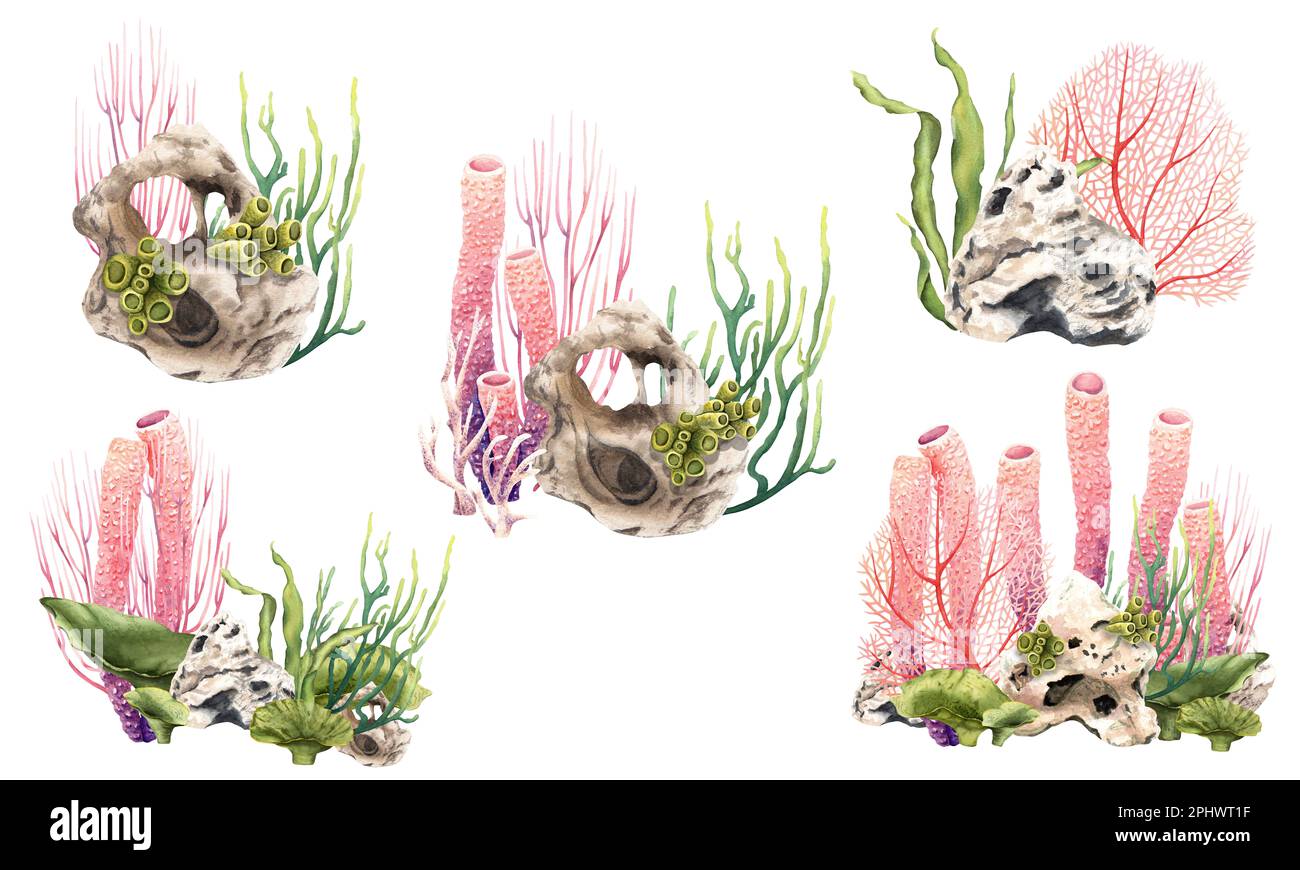 A set of coral reef underwater compositions. Hand drawn watercolor ...