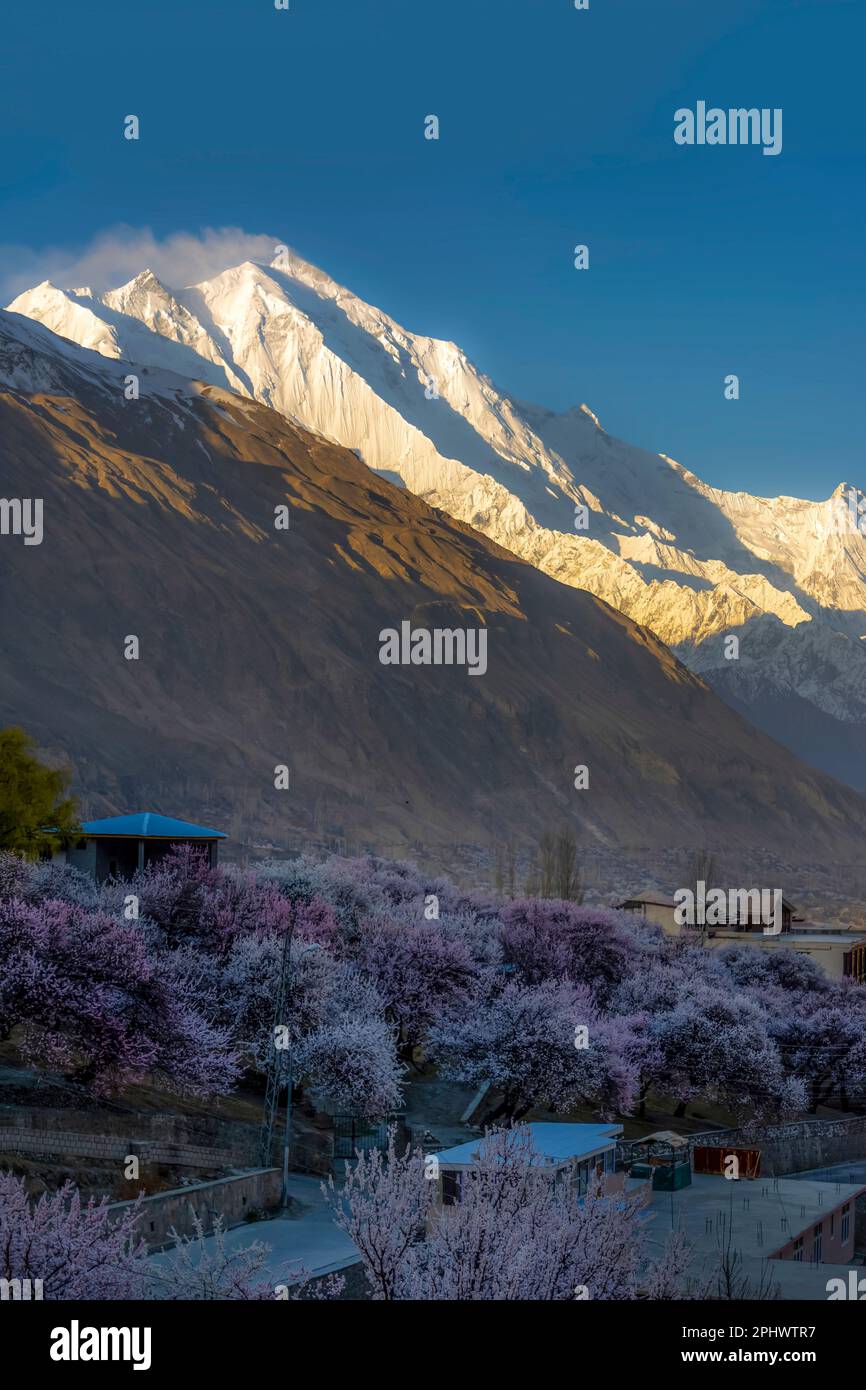Blossom trees pakistan hi-res stock photography and images - Alamy