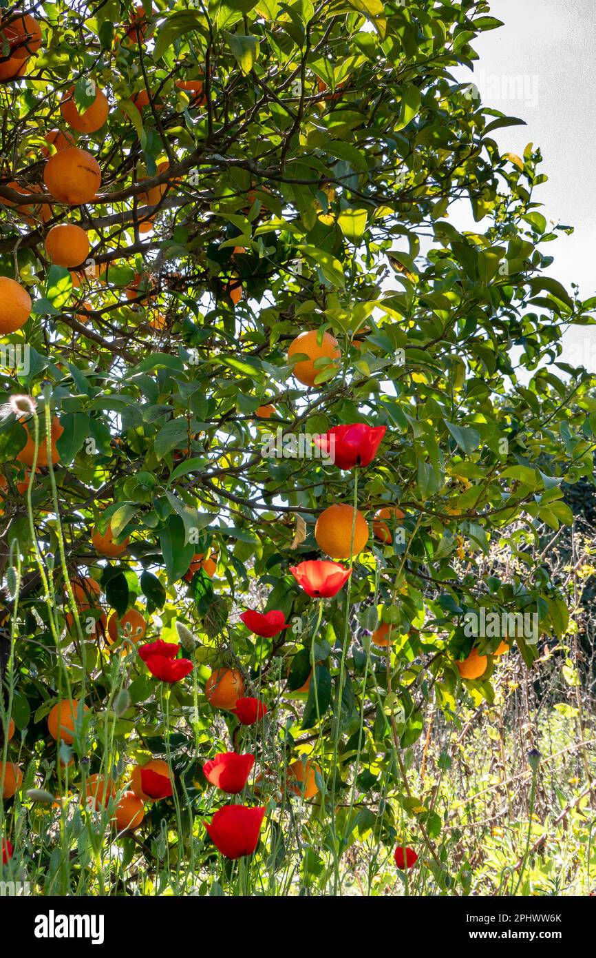 Bunch of poppy fruits hi-res stock photography and images - Alamy