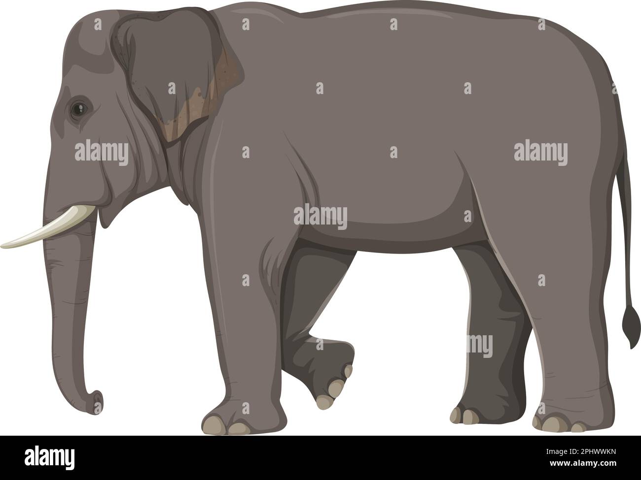 Elephant Anatomy Concept for Science Education illustration Stock ...