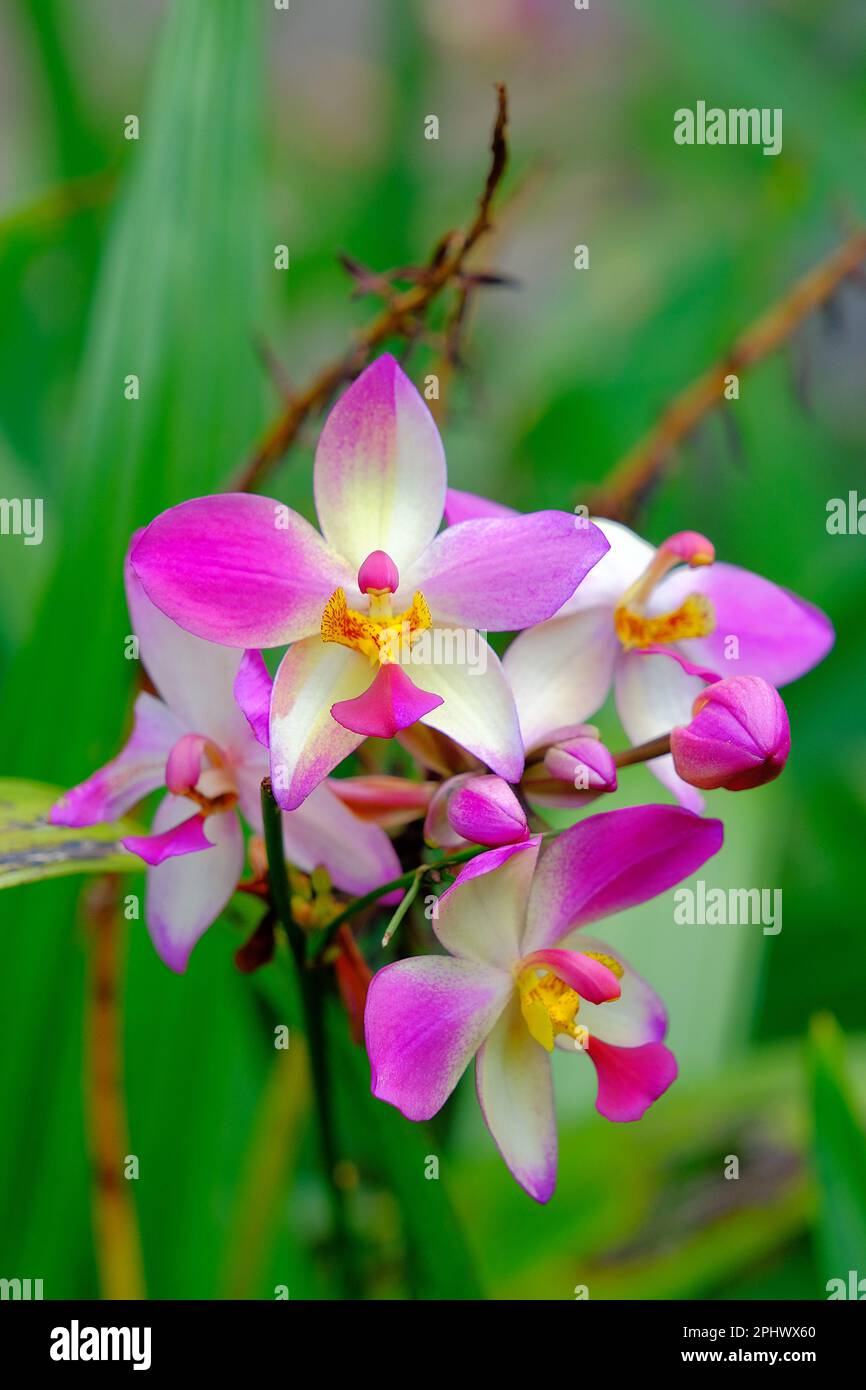Close-up of Spathoglottis or Ground Orchid flowers, a terrestrial ...