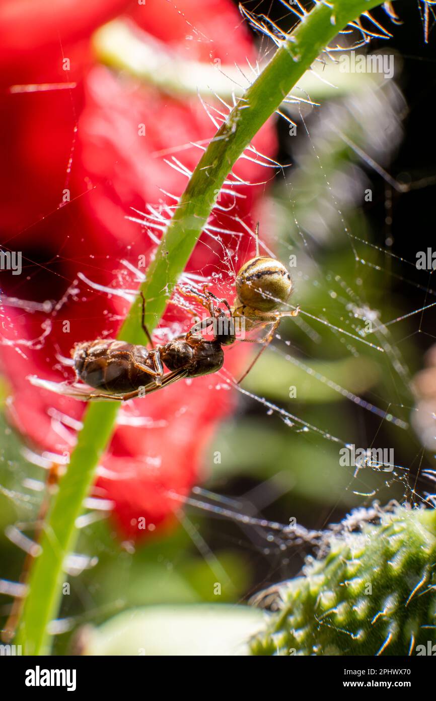 Small spider spinning its web on a flower stem attacking a trapped ...
