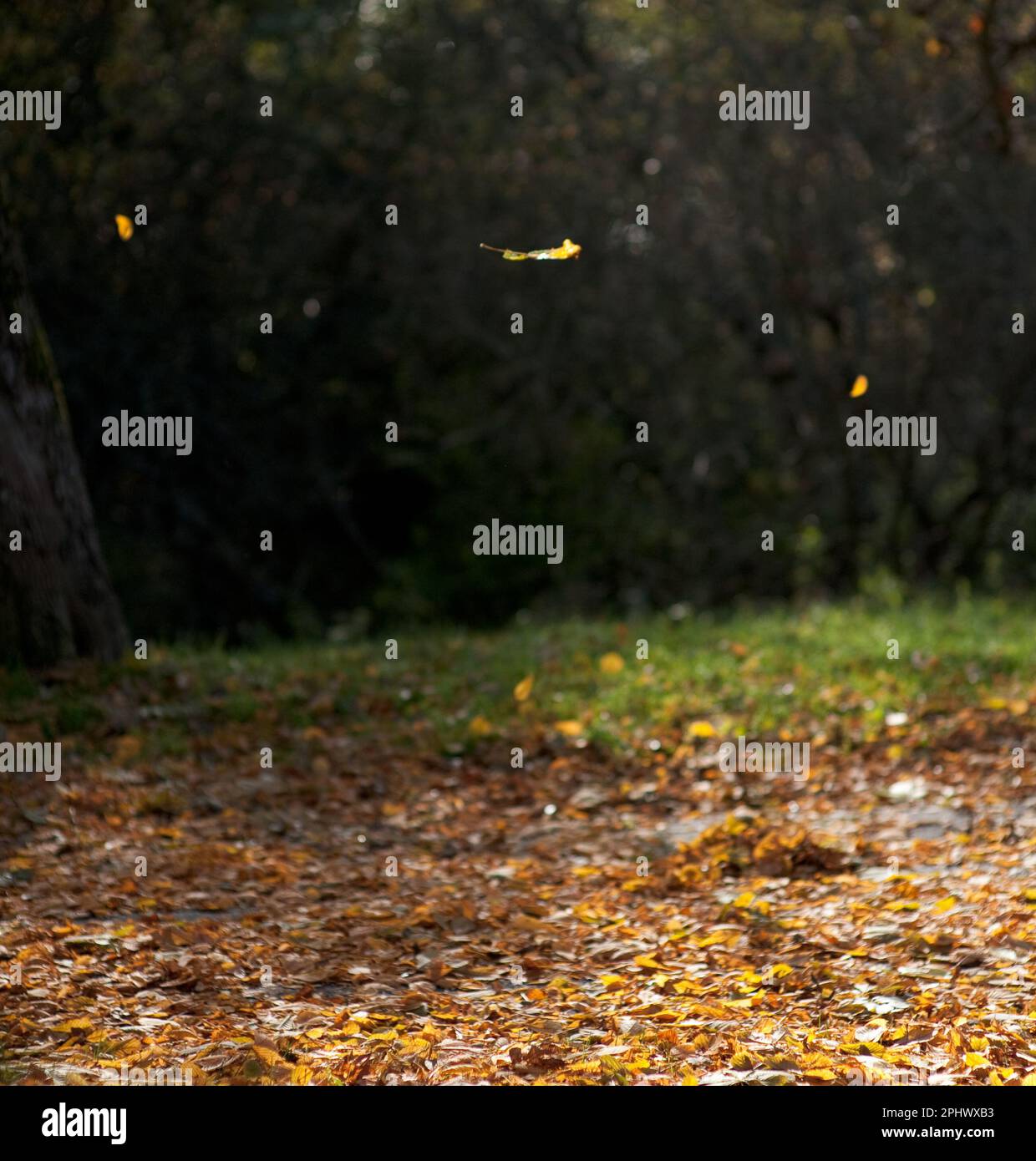 Leaves falling from a tree in the fall Stock Photo - Alamy