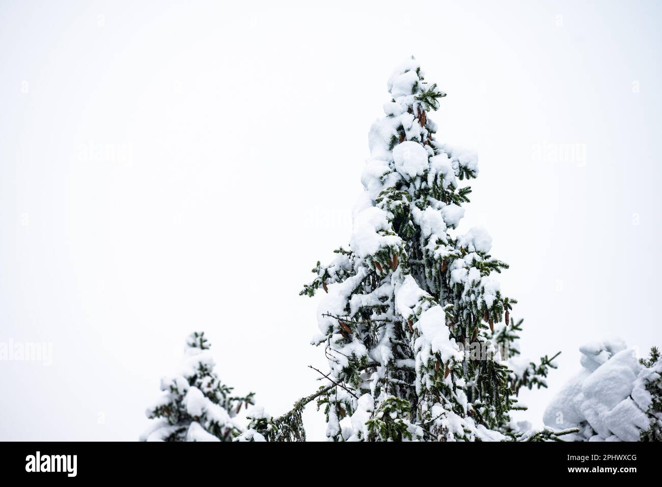 Heavy snow weighing down tree branches Stock Photo - Alamy