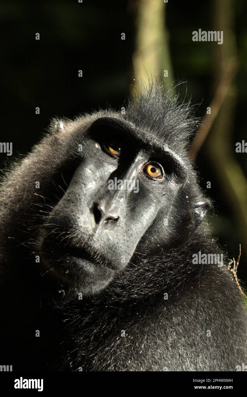 Portrait of a Sulawesi black-crested macaque (Macaca nigra) in Tangkoko ...