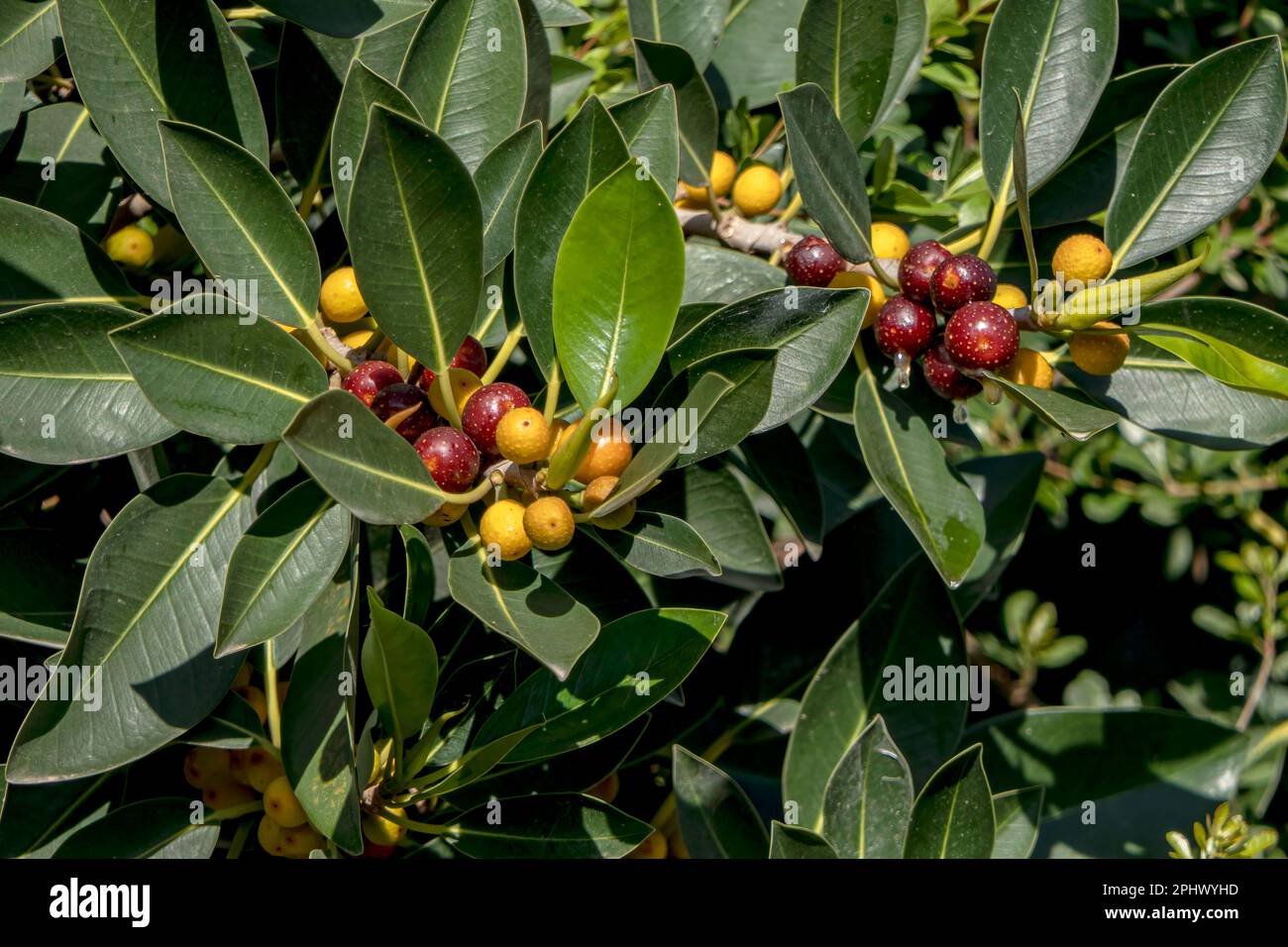 Ficus obliqua hi-res stock photography and images - Alamy