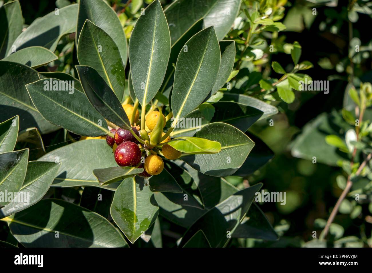 Ficus obliqua hi-res stock photography and images - Alamy