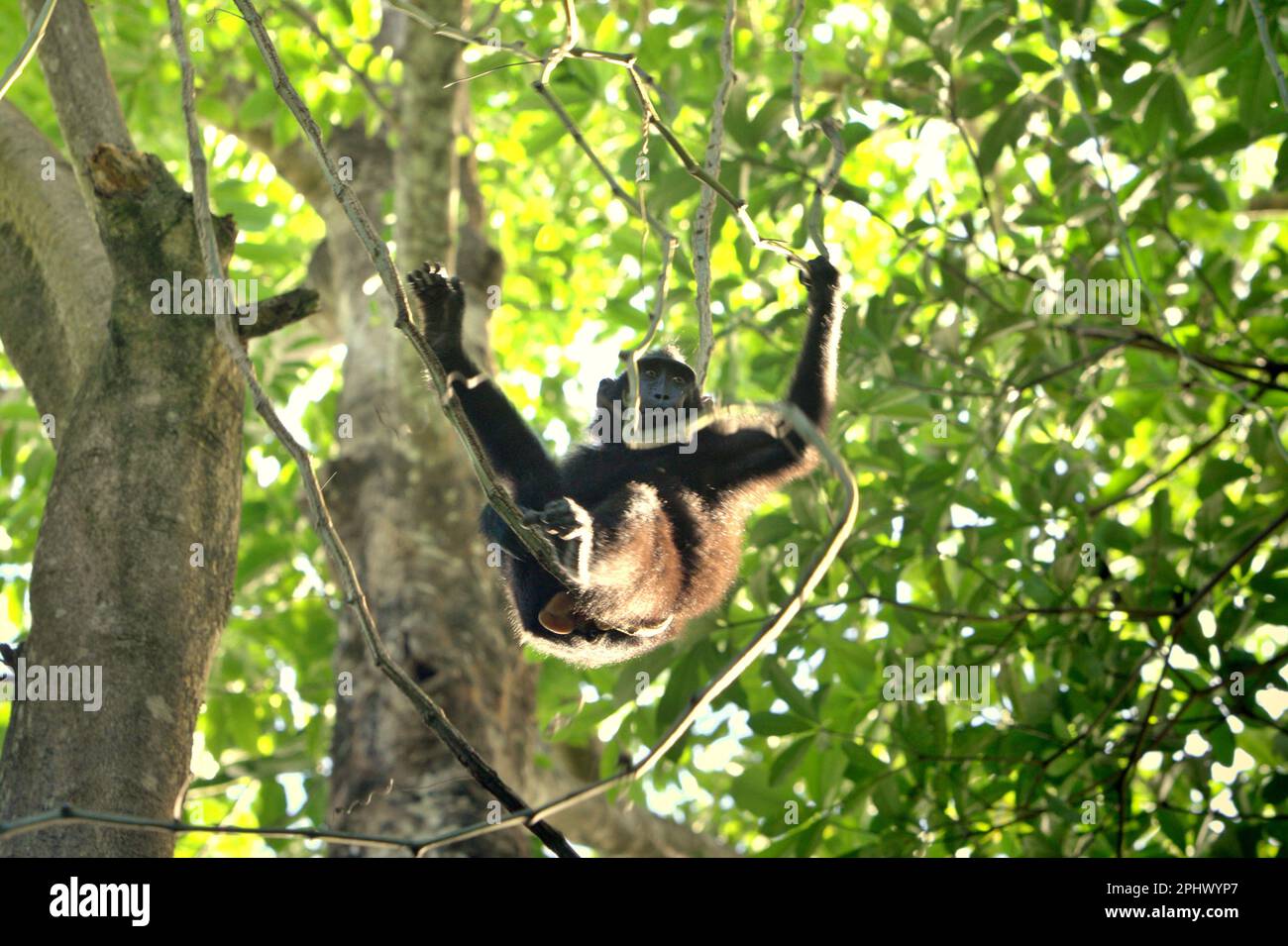 Macaca nigra project hi-res stock photography and images - Alamy