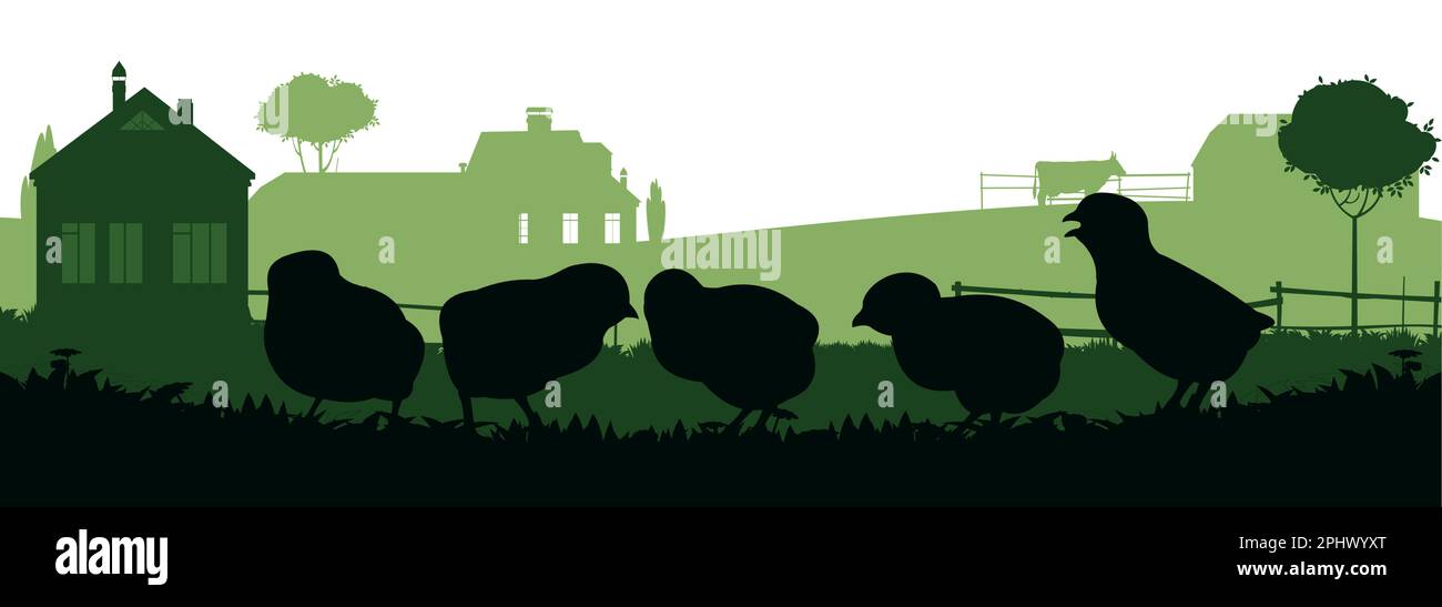 Chickens grazing. Scenery silhouette. Agricultural farm bird. Object ...