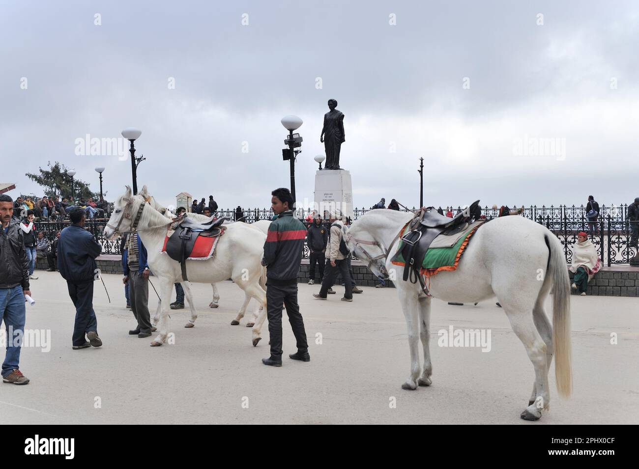 Horses for sports at Mall Road at Shimla state Himachal Pradesh India ...