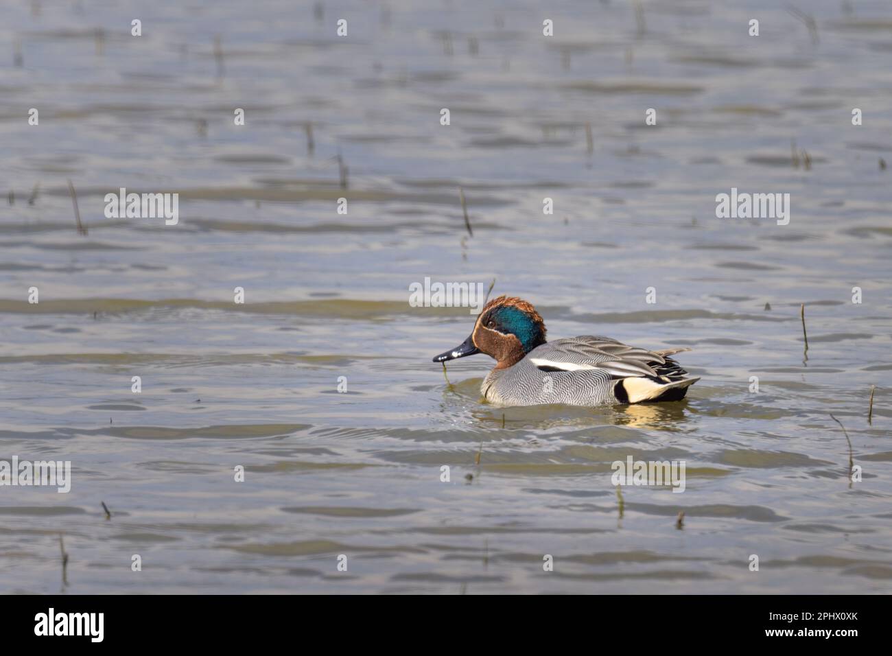 A male Eurasian Teal swimming on a pond, sunny day in springtime in ...