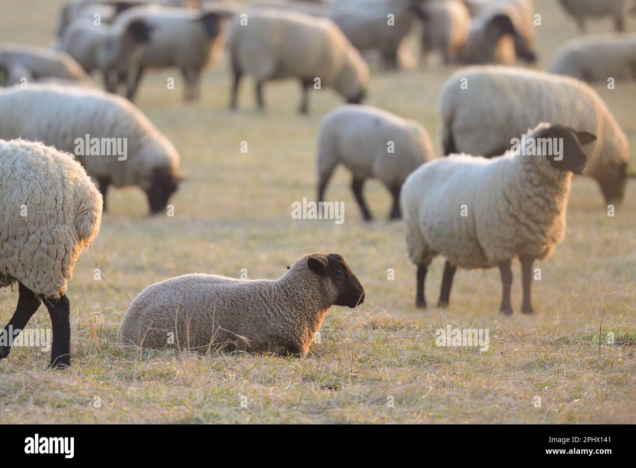 A flock of sheep on a pasture near Arles at sunrise in springtime ...