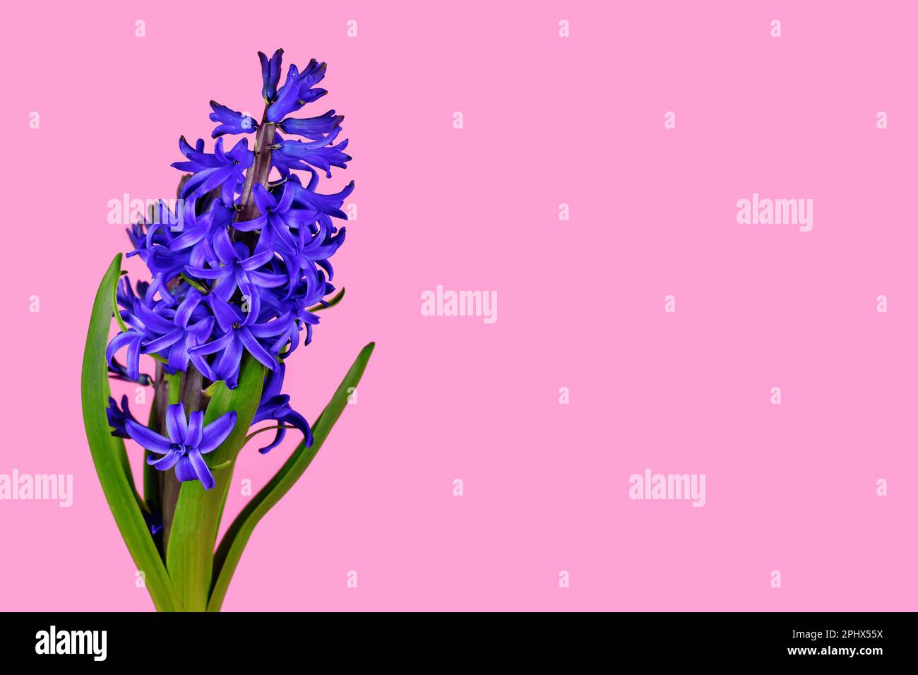 Blue Hyacinth spring flower on side of pink background with copy space ...
