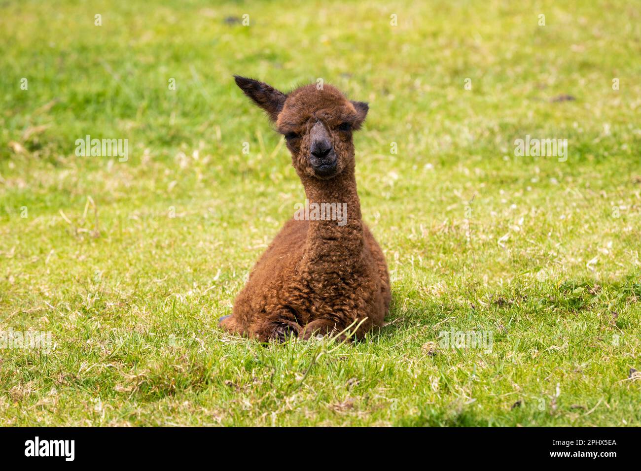Cute alpaca baby sitting on the grass Stock Photo - Alamy