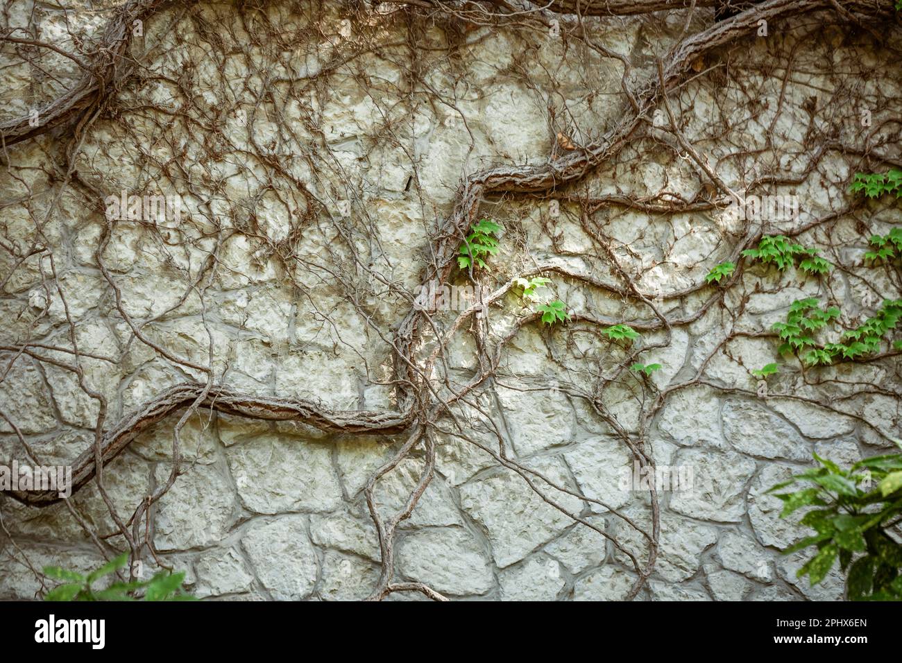 Textured background irregular natural stone wall made of different ...