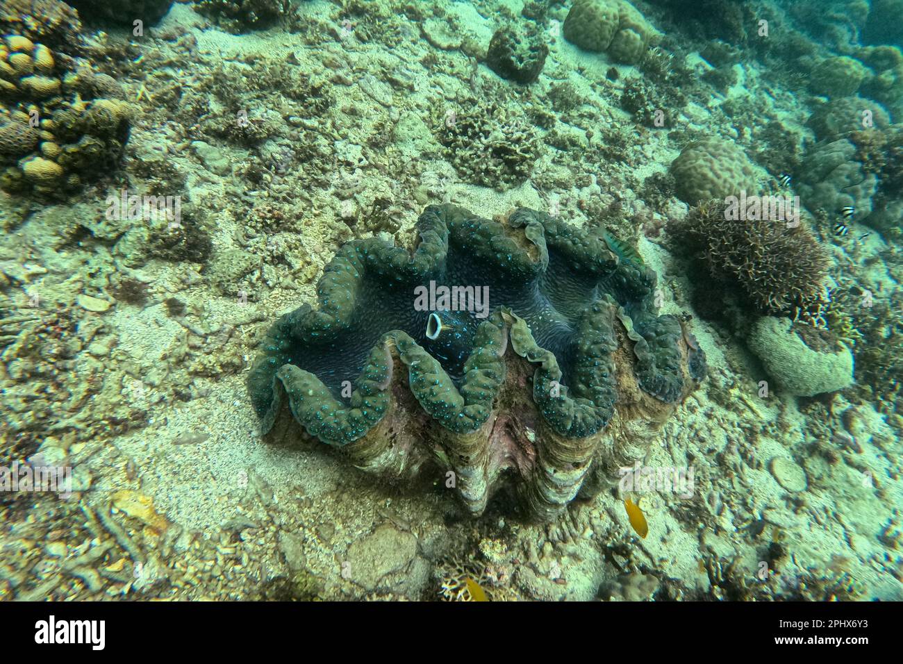 Close up of a giant clam with blue lips in Camiguin, Philippines Stock ...
