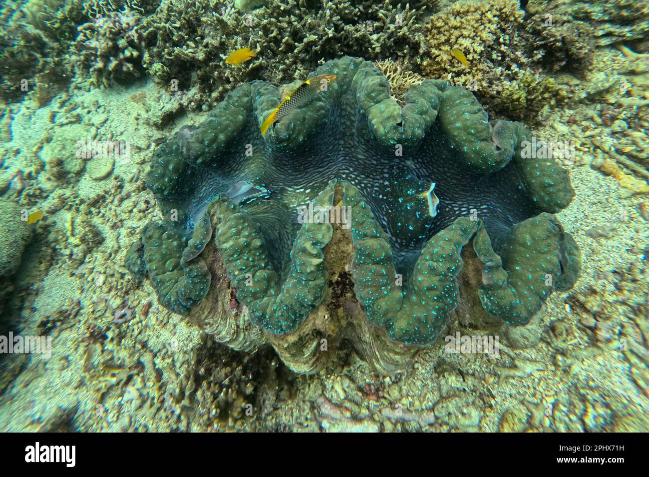 Close up of a giant clam with blue lips in Camiguin, Philippines Stock ...