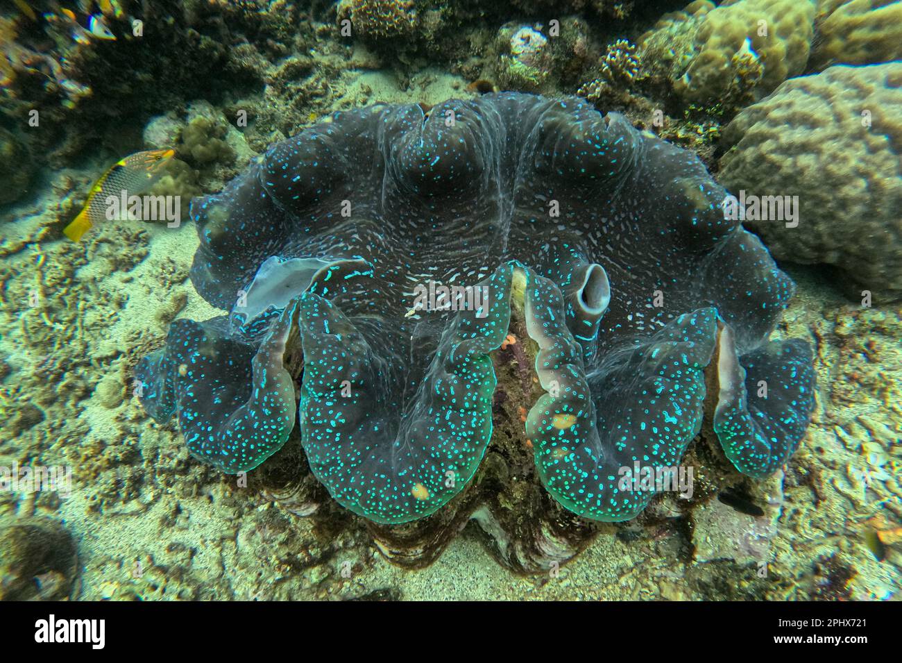 Close up of a giant clam with blue lips in Camiguin, Philippines Stock ...
