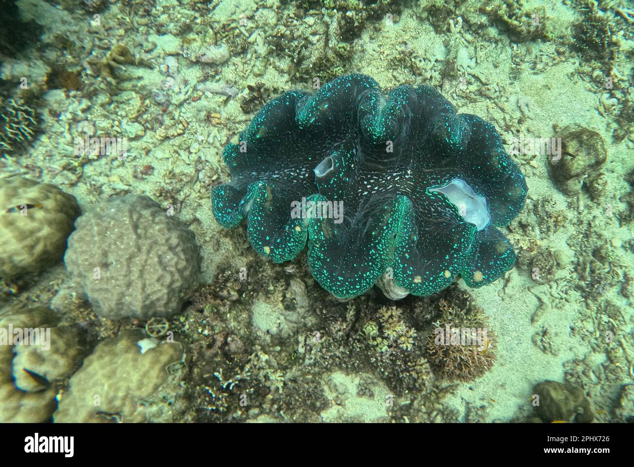 Close up of a giant clam with blue lips in Camiguin, Philippines Stock ...