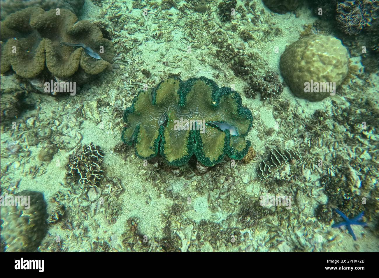 Close up of a giant clam with green lips in Camiguin, Philippines Stock ...