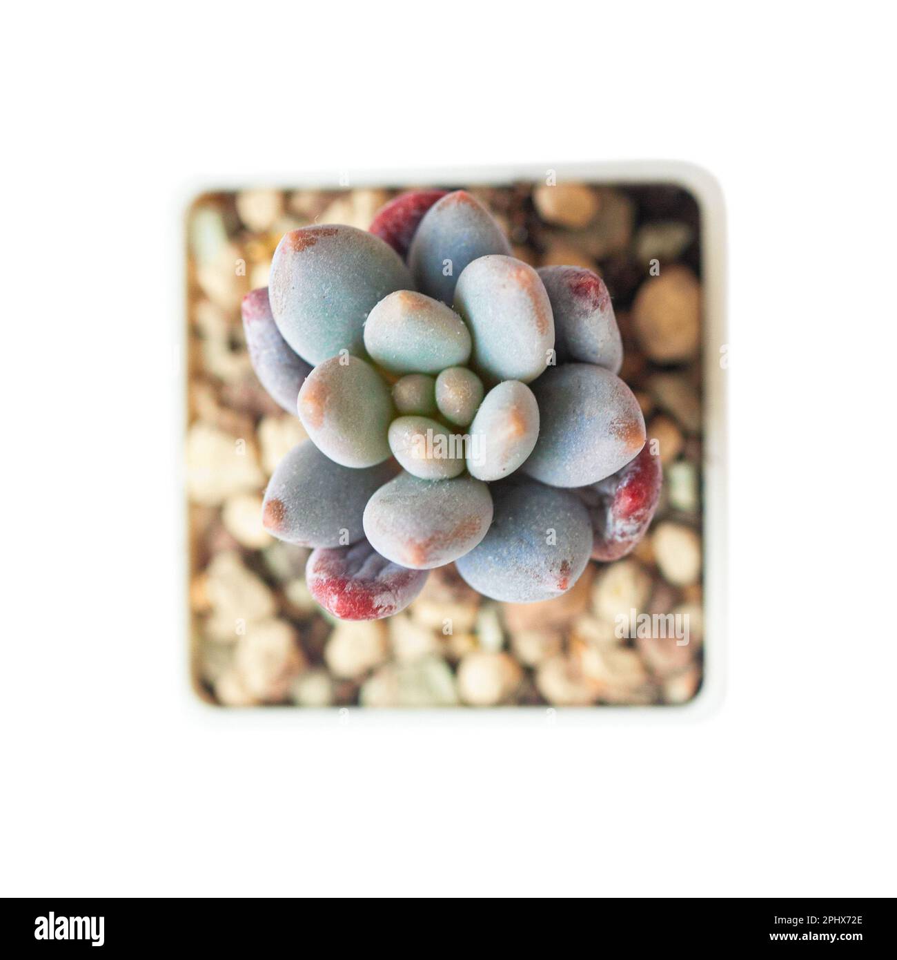 Natural succulent flower in pot. Rare Echeveria Venus flower rosette ...