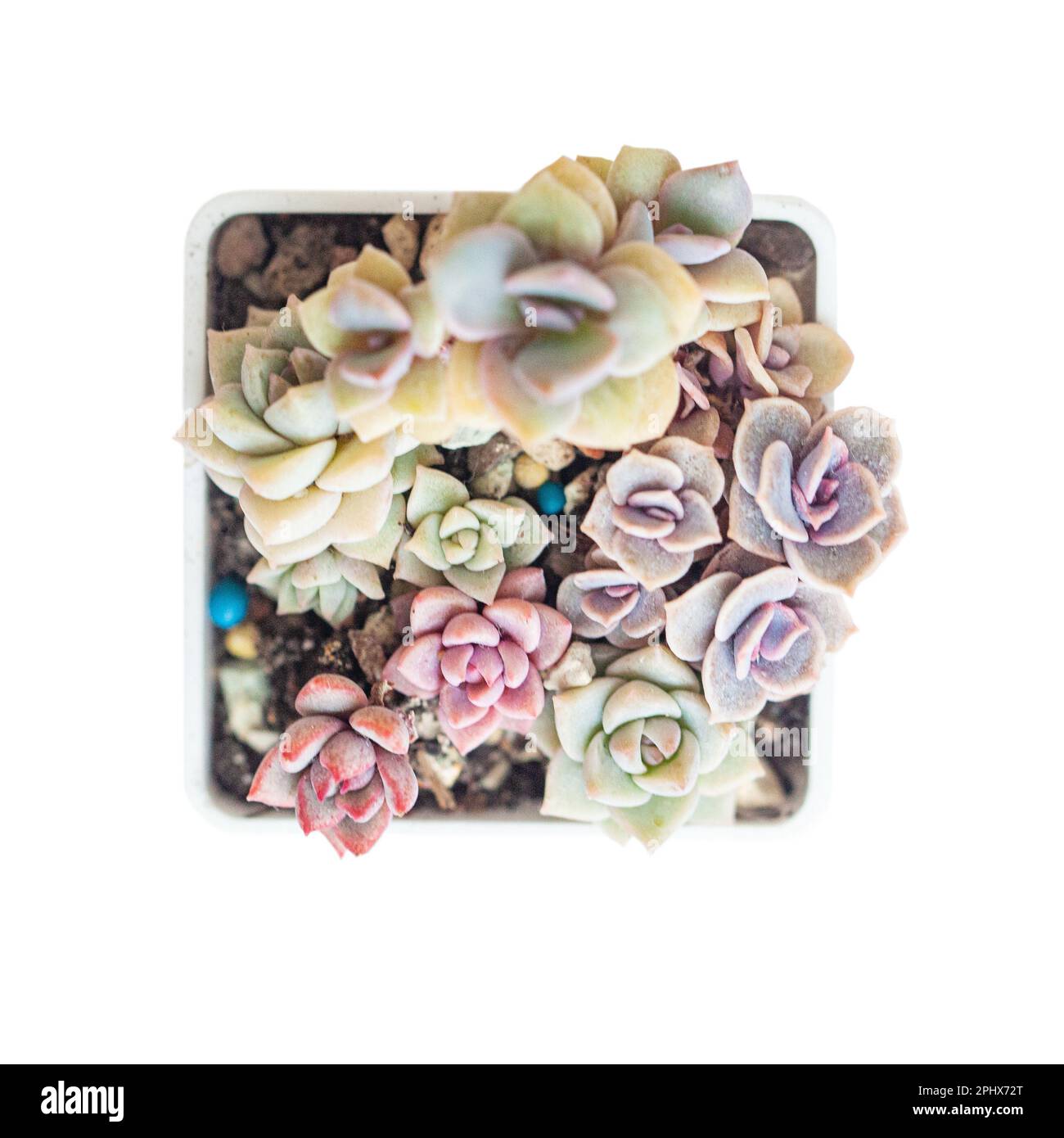 Succulent propagation. echeveria plant in pot bright elegant evergreen small closeup colorful ...