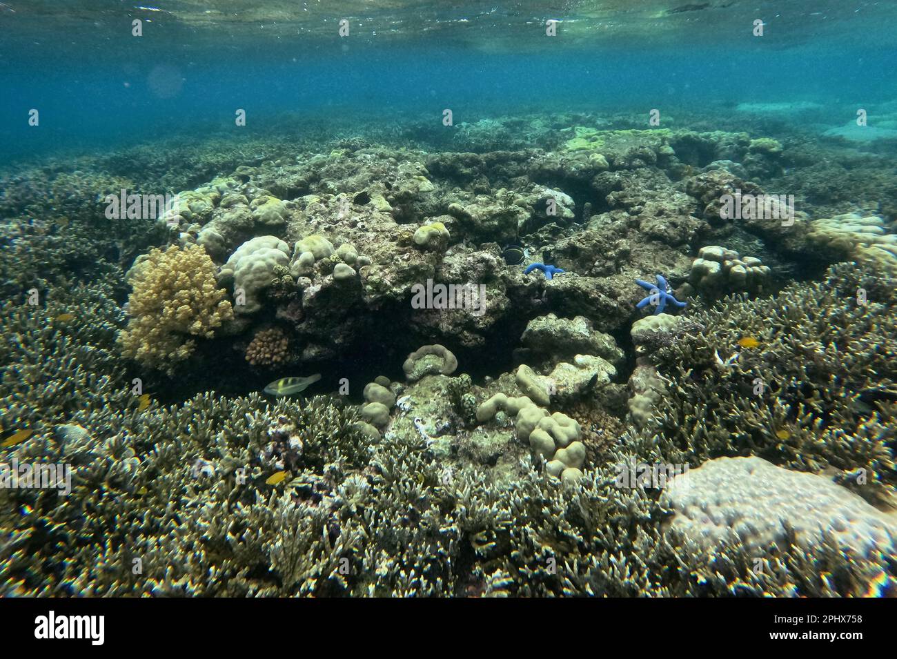 Blue starfishes on a sunlit seabed with corals in Camiguin, Philippines ...