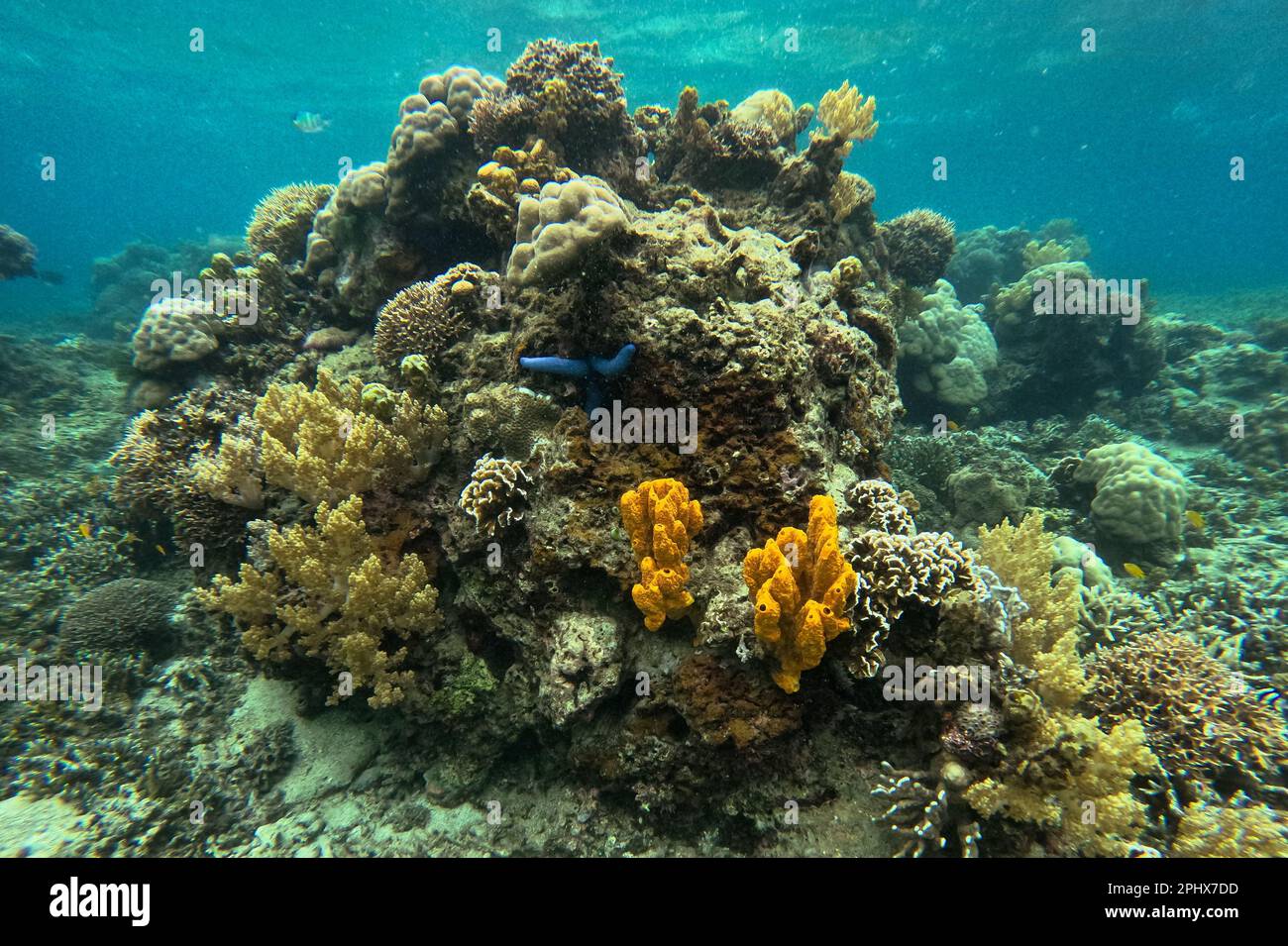 A blue starfish on a sunlit seabed with corals in Camiguin, Philippines ...