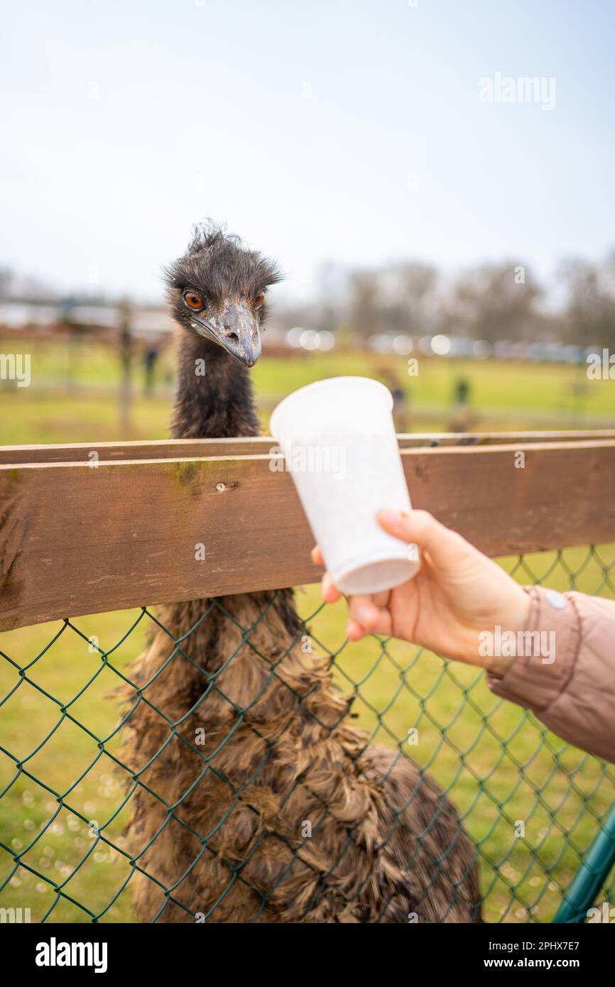People feeding ostrich in contact zoo with domestic animals and people ...