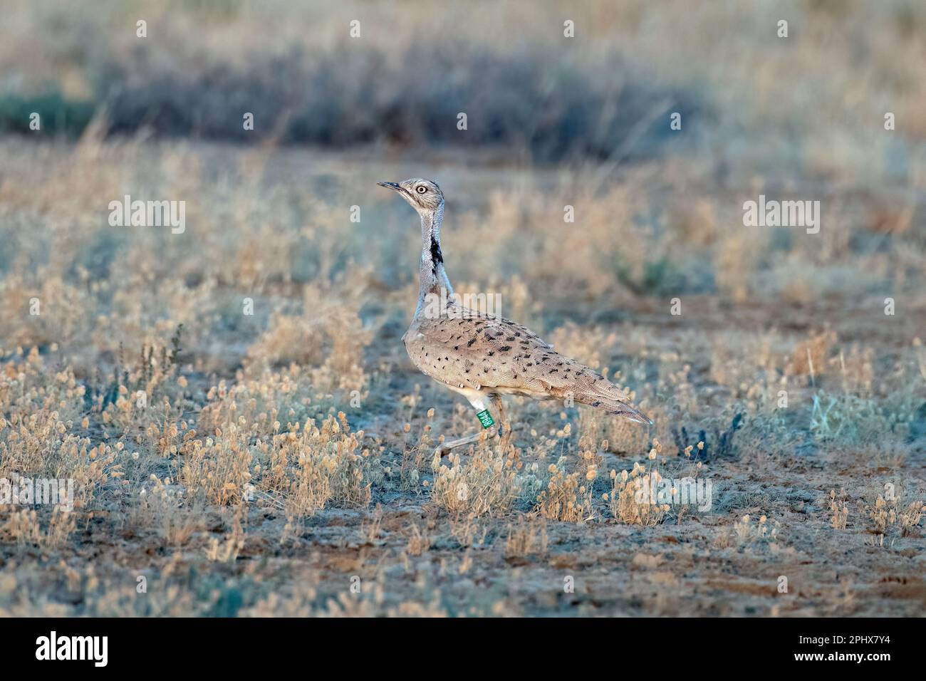 MacQueen's bustard or Chlamydotis macqueenii a winter migrant to ...