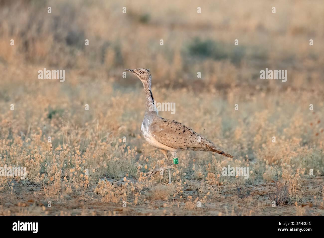 MacQueen's bustard or Chlamydotis macqueenii a winter migrant to ...