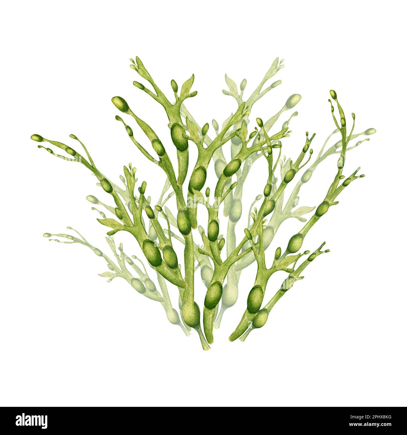 Green sea plant watercolor illustration isolated on white background ...