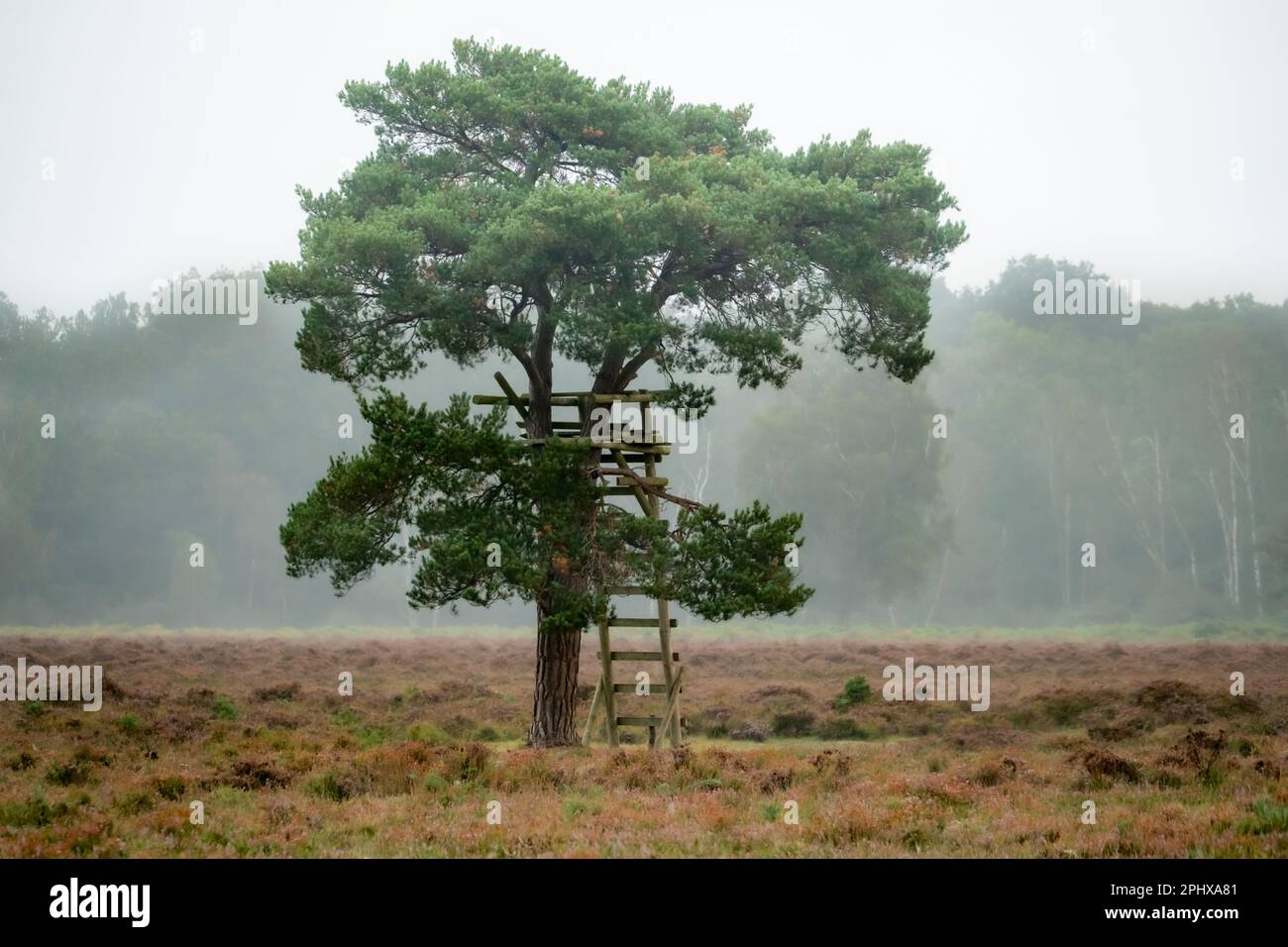 New forest countryside hi-res stock photography and images - Alamy