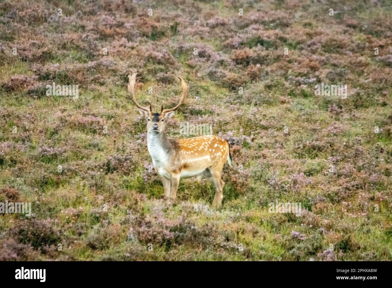 Wild deer in New Forest National Park- UK Stock Photo - Alamy