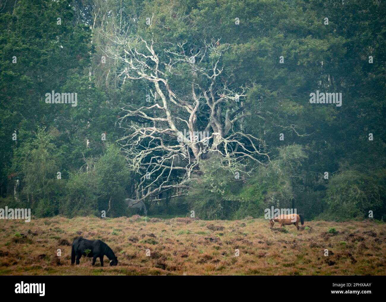 New Forest National Park- UK Stock Photo - Alamy