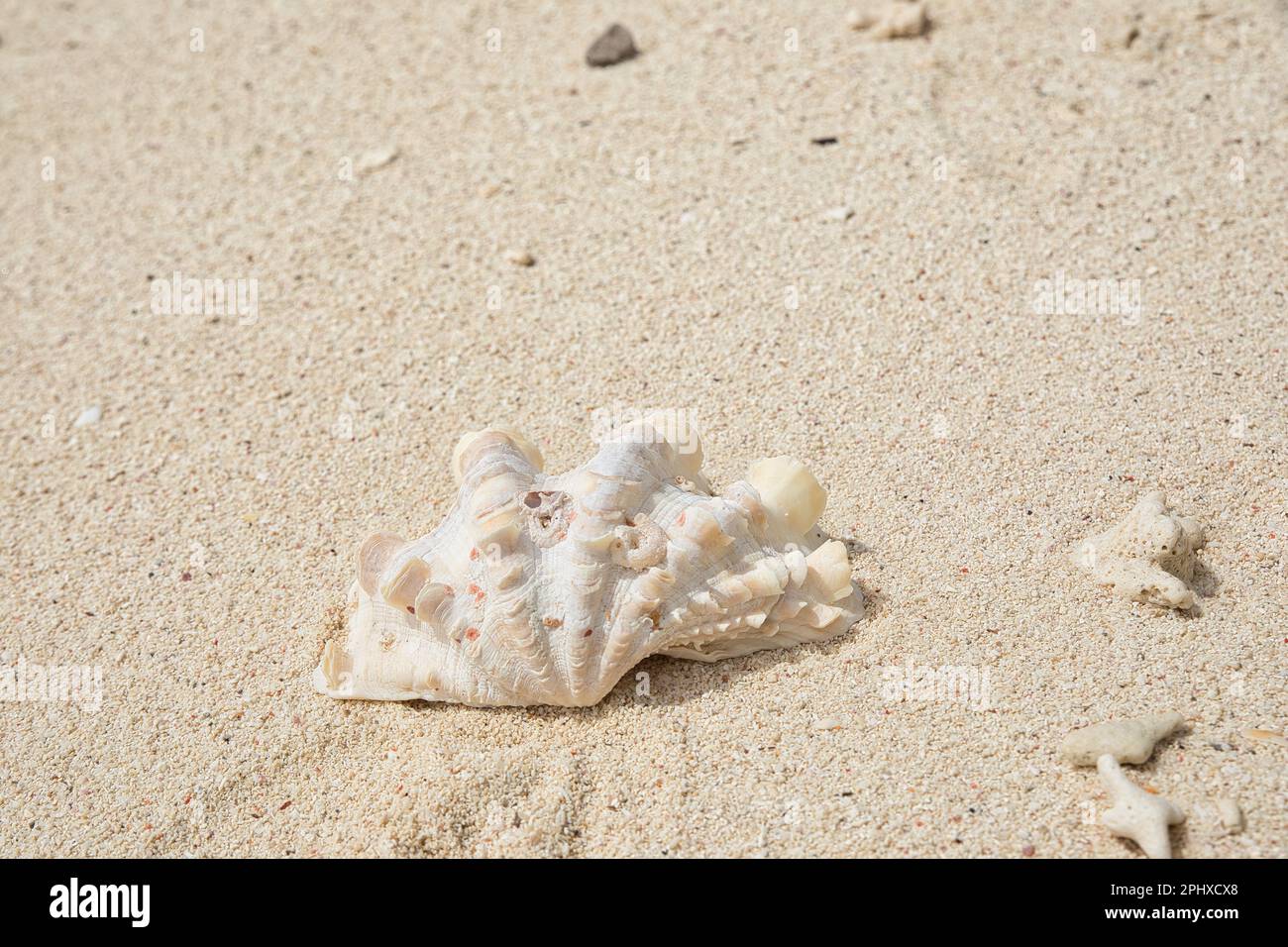 Philippine shell hi-res stock photography and images - Alamy