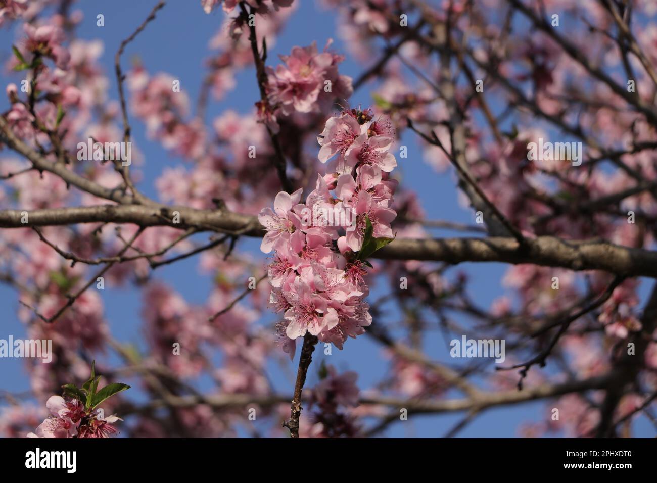 Peach blossom flowers on a tree Stock Photo - Alamy