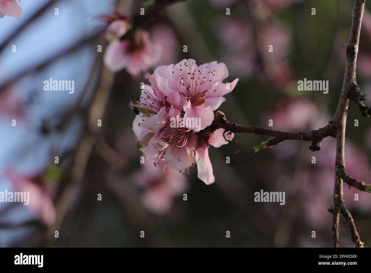 Peach blossom tree flowers hi-res stock photography and images - Alamy